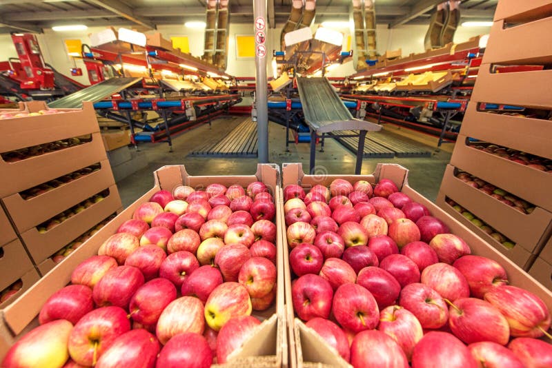 8,878 Fruit Packing Stock Photos - Free & Royalty-Free Stock Photos ...