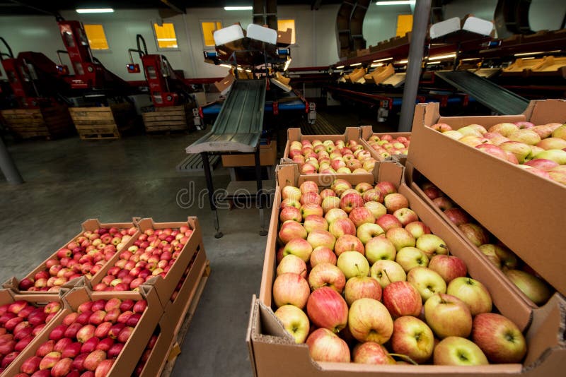 Apples in Cardboard Boxes at a Fruit Factory with Packing Equipment ...