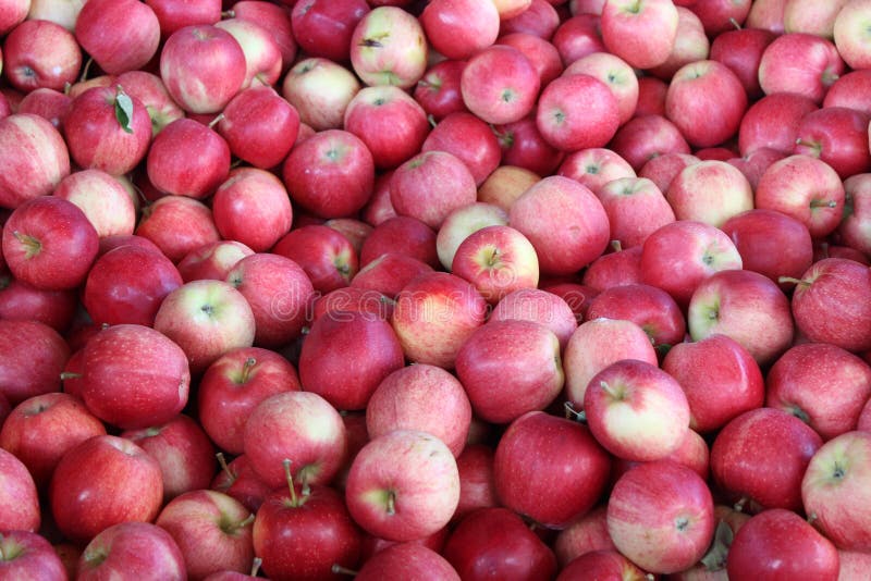Apples stock image. Image of orchard, apple, harvest - 90172101