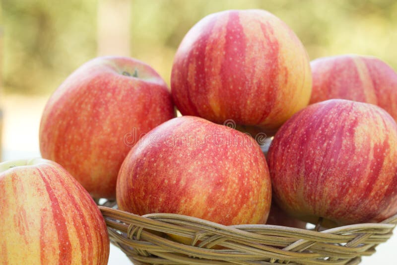 Apples- colorful apples stock photo. Image of eating - 26593770