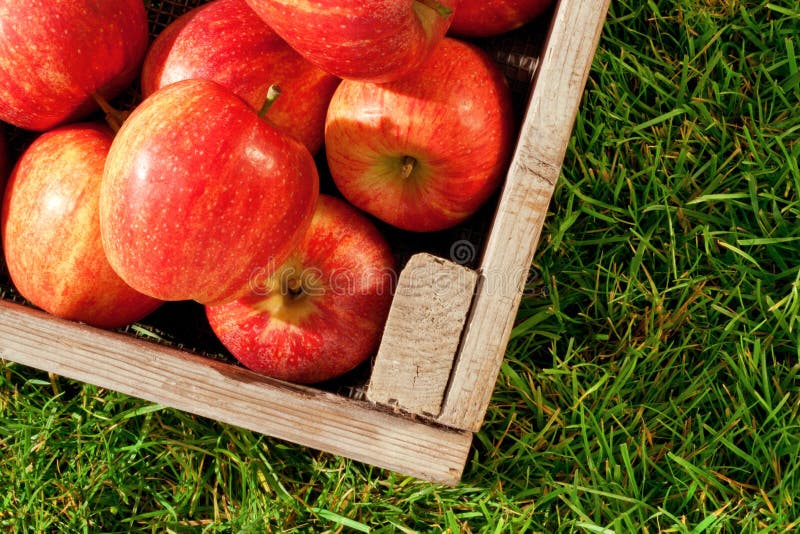 Fresh Apples Border on Rustic Aged Wood Stock Photo - Image of farm ...