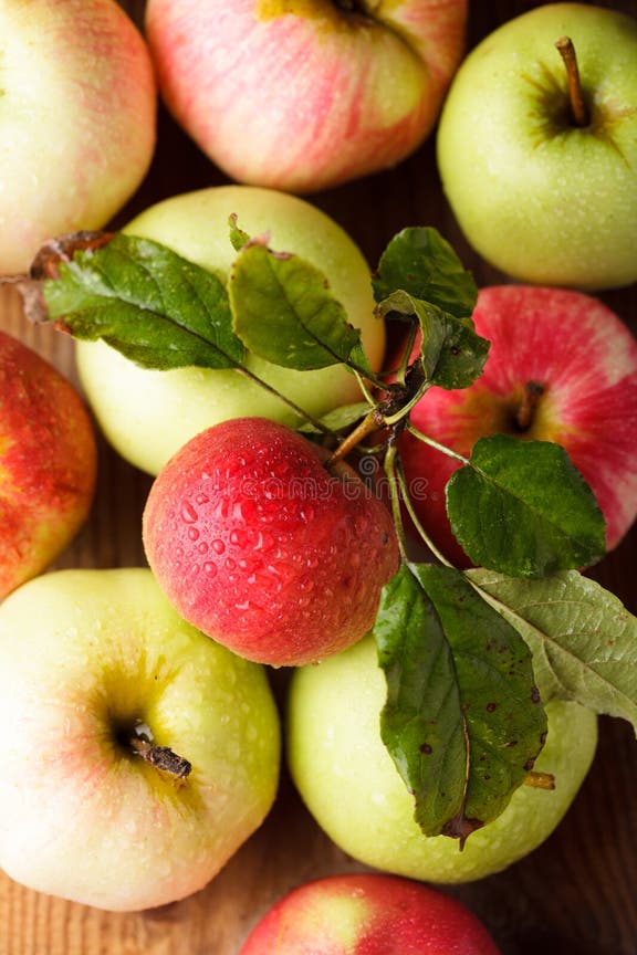Apples crop stock photo. Image of agriculture, healthy - 22763878