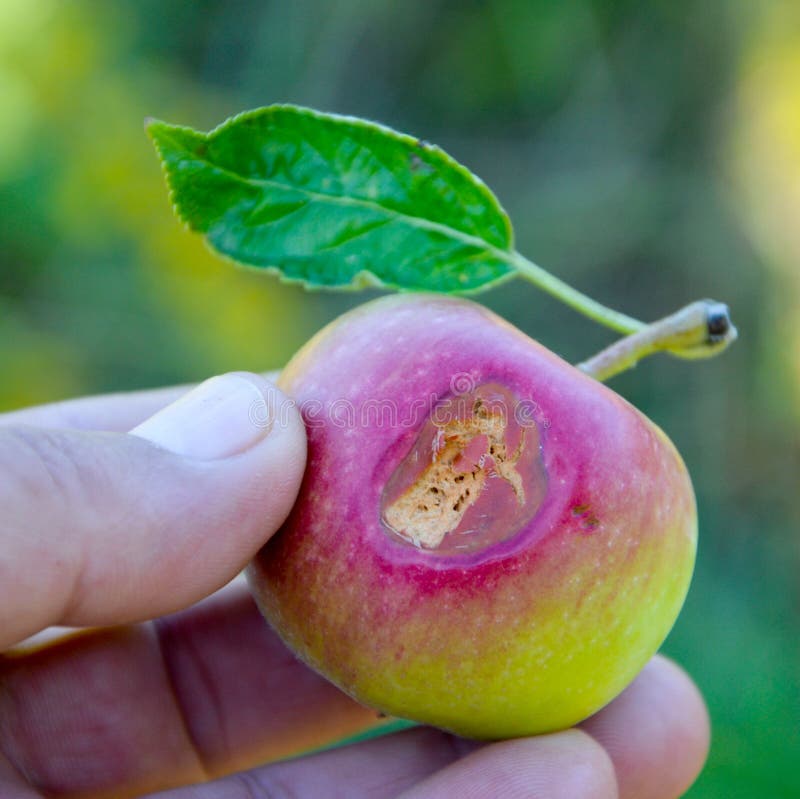 Apple Damaged by Hail Storm Stock Image - Image of white, apples: 42981133