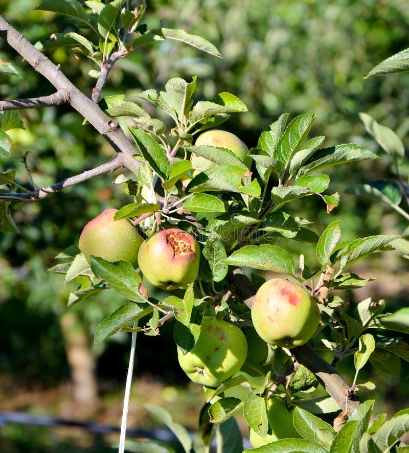 Apple Damaged by Hail Storm Stock Image - Image of white, apples: 42981133