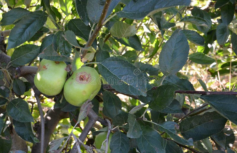 Apples Damaged by Hail Storm Stock Image - Image of fruits, danger ...
