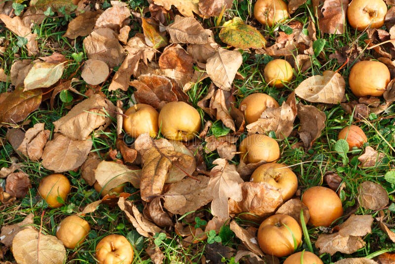 Apples on the ground stock image. Image of nature, rotten - 106514975