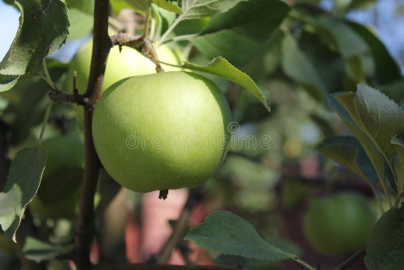 Apples on a Deciduous Tree Branch Stock Photo - Image of tree, farm ...