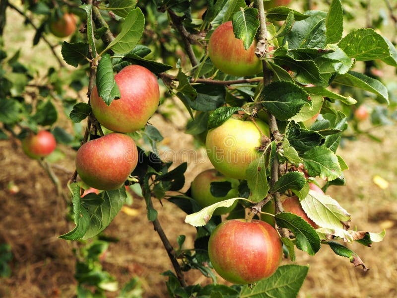 Apples Developing on an Apple Tree Stock Photo - Image of green, branch ...