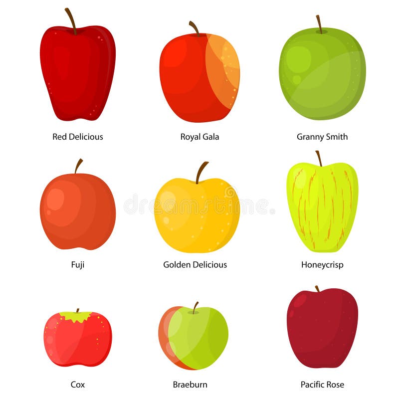 Gala Type Stock Illustrations – 307 Gala Type Stock Illustrations ...