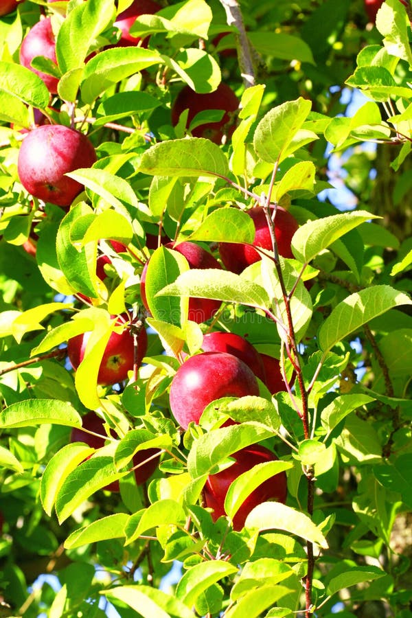 Four Red Shiny Delicious Apples Stock Image - Image of snack, fall: 9623417