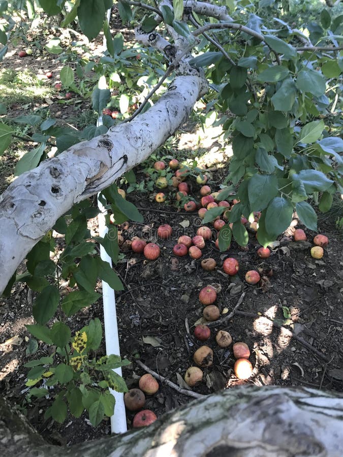 Apples Fall from the Tree in the North of Massachusetts. Stock Image ...