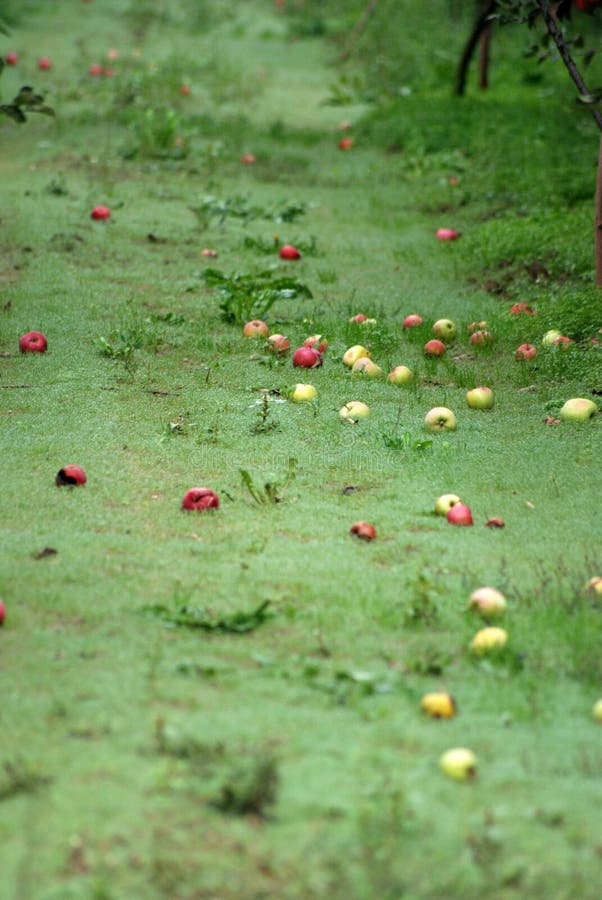 Apples Fallen from the Apple To the Ground in October Stock Photo ...