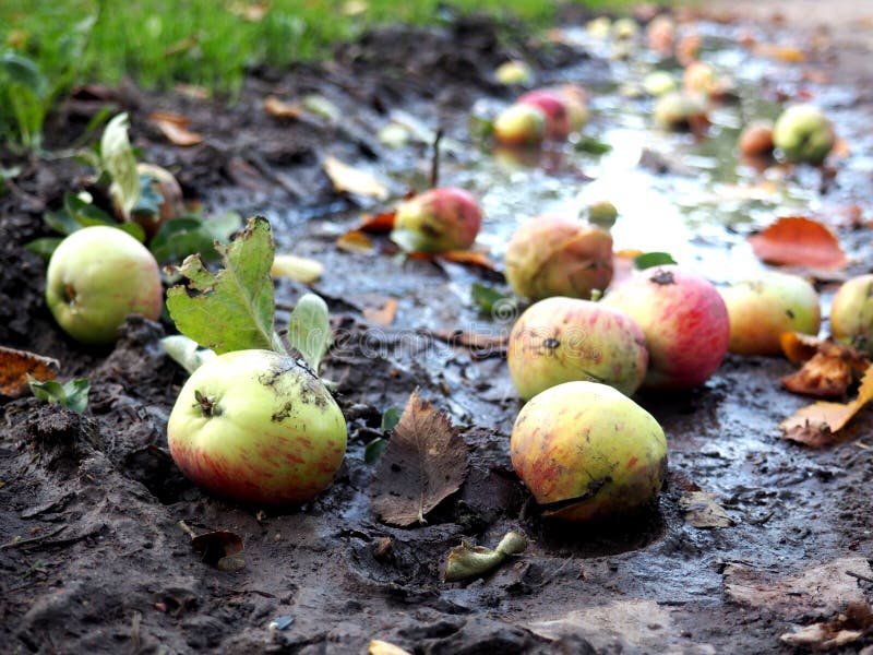 Apples stock photo. Image of ground, harvest, park, fallen - 103718396