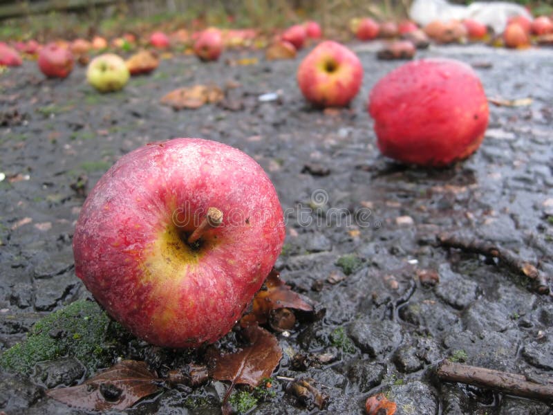 Apples fallen on wet road stock photo. Image of fallen - 11960122