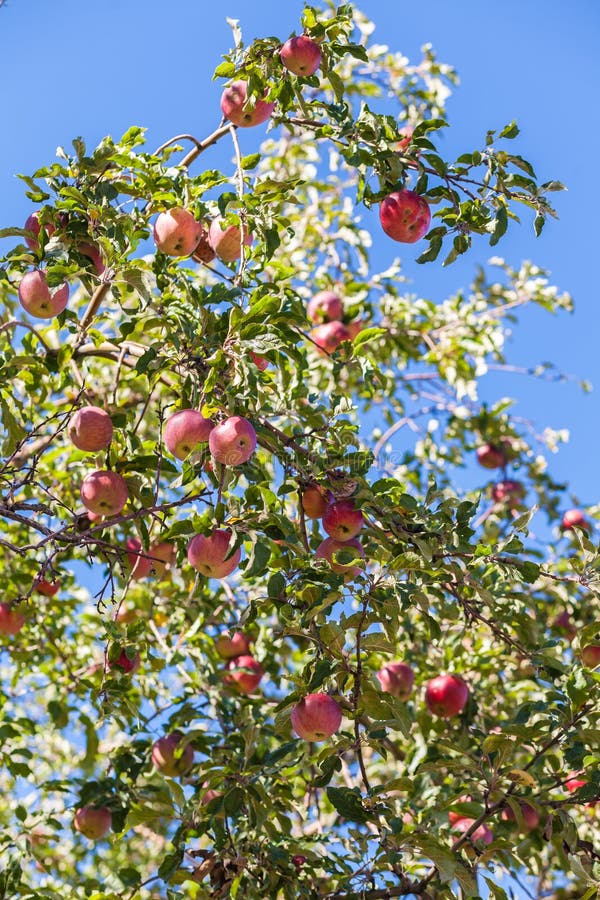 Aport Apples on the Apple Tree. Stock Photo - Image of compassion, ripe ...