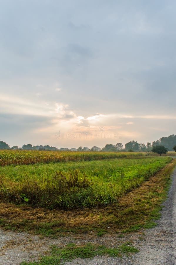 Apples farm stock image. Image of colecte, fresh, line - 83015535