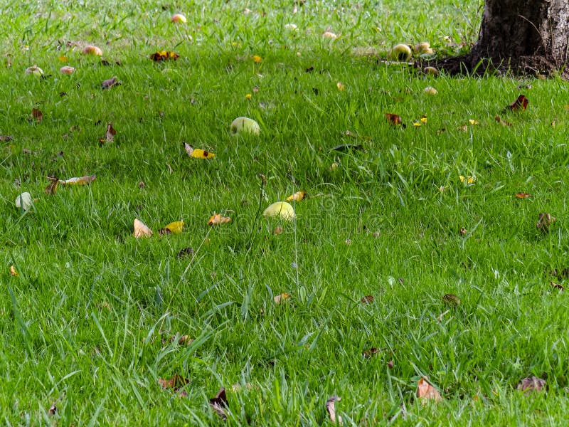 An apples in the floor stock image. Image of galicia - 243255295
