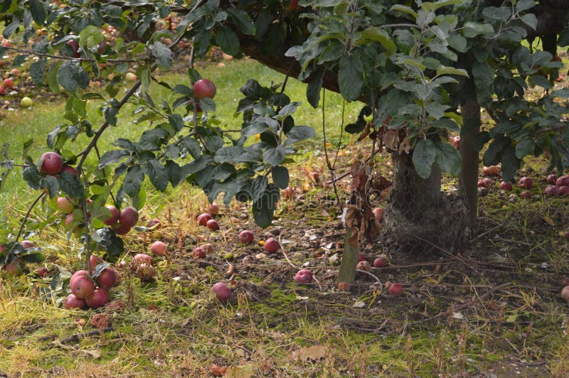 Sagging Fruit Tree Stock Photos - Free & Royalty-Free Stock Photos from ...