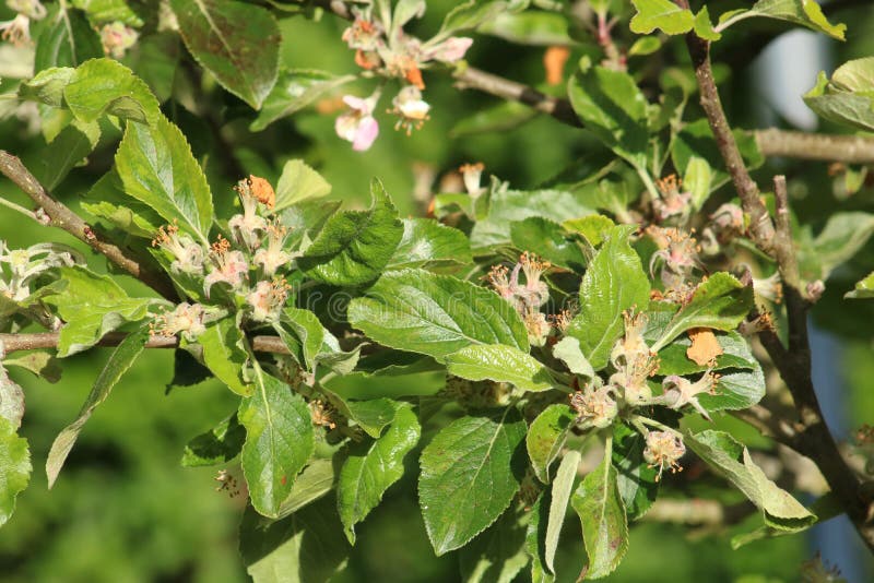 Apples Forming on Tree in Spring Stock Photo - Image of forming, fruit ...