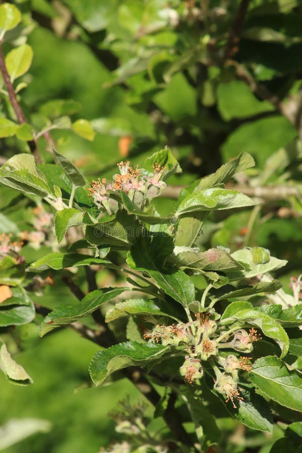 Apples Forming on Tree in Spring Stock Photo - Image of tree, apples ...