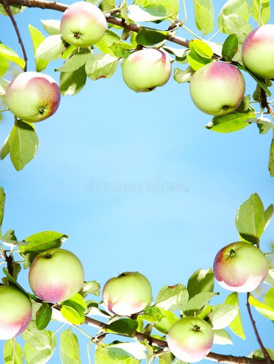 Apples - frame stock photo. Image of frame, objects, season - 2988534