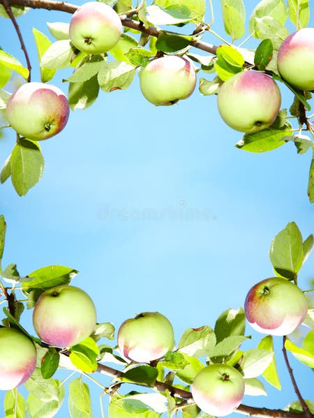 Apples - frame stock photo. Image of frame, objects, season - 2988534