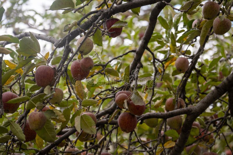 Apples stock photo. Image of closeup, wellness, fresh - 346898460