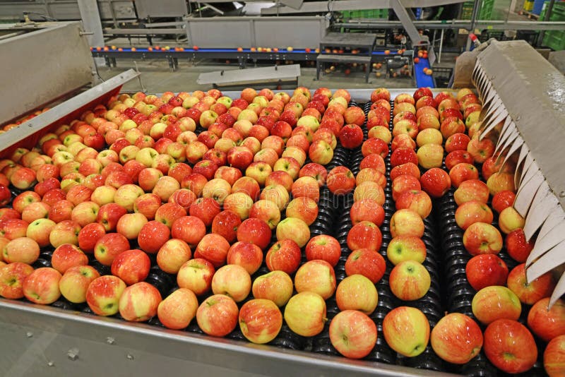 Apples in a Fruit Packing Warehouse Stock Image - Image of industry ...
