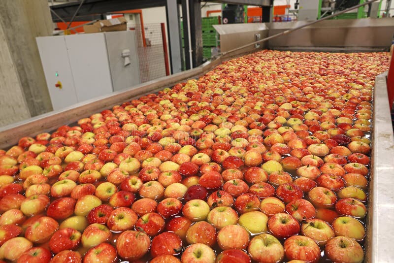 Apples in a Fruit Packing Warehouse Stock Photo - Image of natural ...