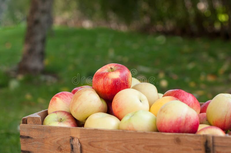 Apples in a garden stock photo. Image of natural, background - 78782284
