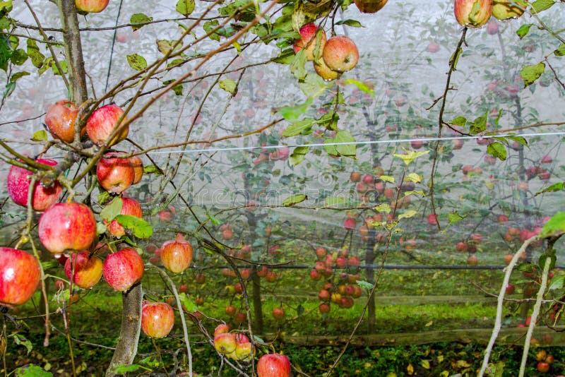 Apples in the garden stock photo. Image of farm, apples - 130783426
