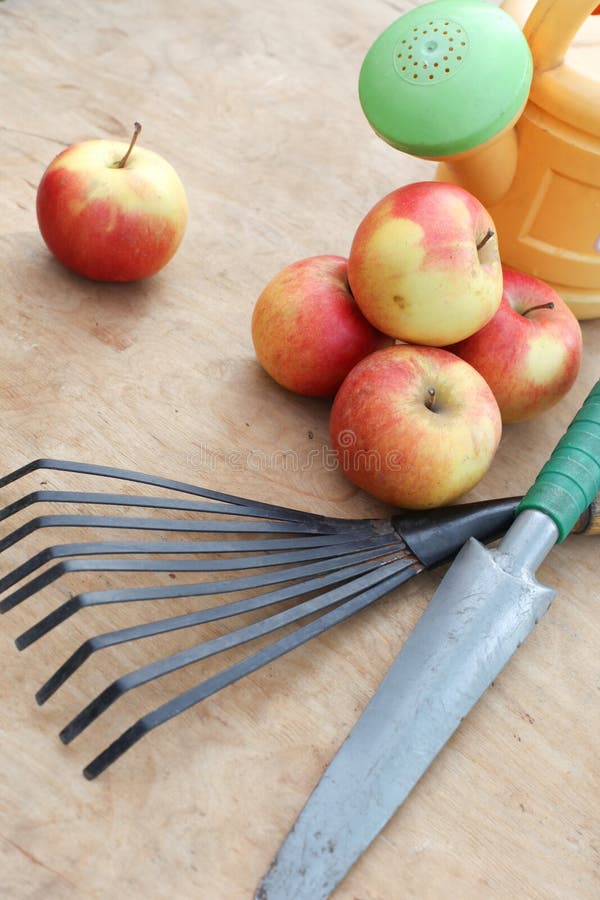 Apples and garden tools stock photo. Image of farming - 30358644