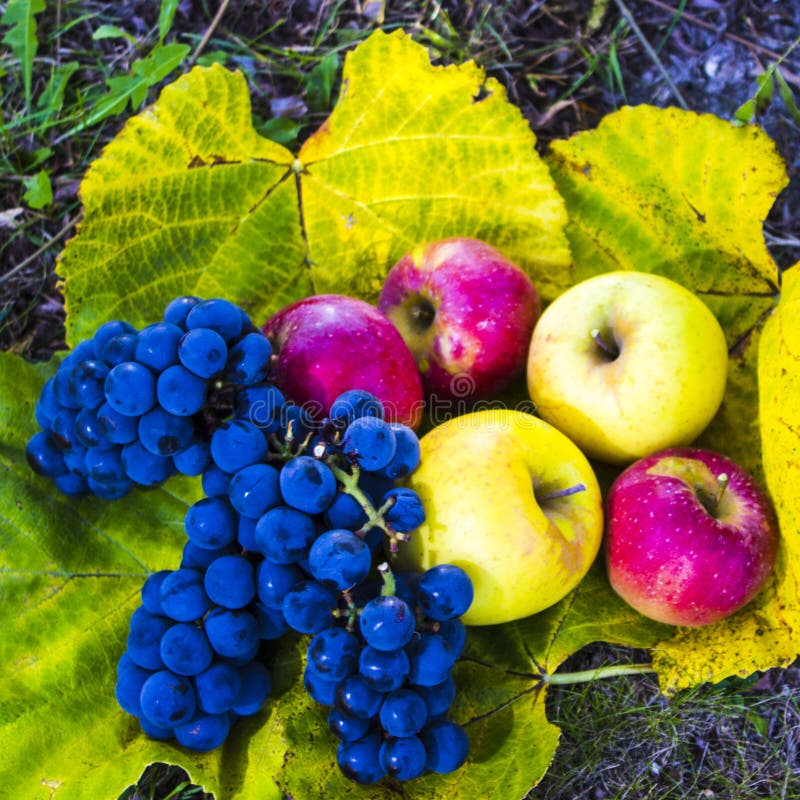 Apples and grapes stock image. Image of vine, leaves - 101593239
