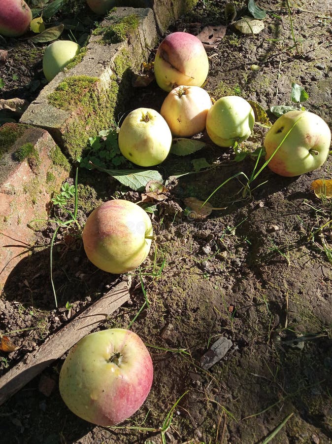 Apples on the ground stock image. Image of vibrant, ground - 257829485