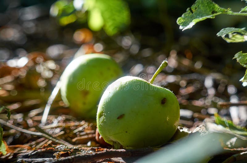 Apples on the Ground in the Sunlight Stock Photo - Image of natural ...