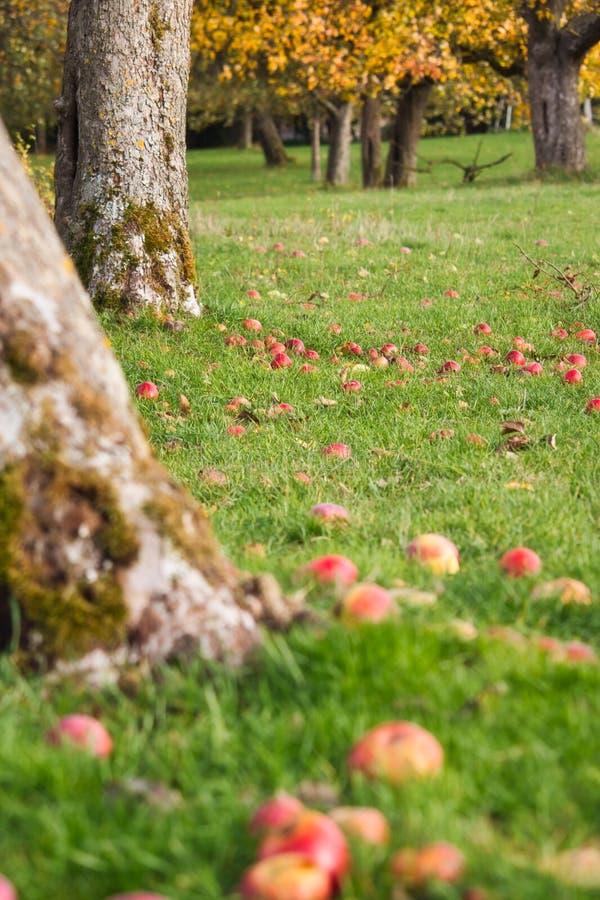 Apples on the Ground Under Trees Stock Photo - Image of agriculture ...