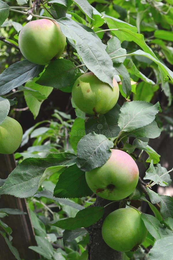 Apples grow in the garden stock photo. Image of deciduous - 284177996