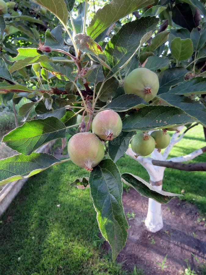 Apples grow on a tree stock image. Image of apple, colorful - 119514069