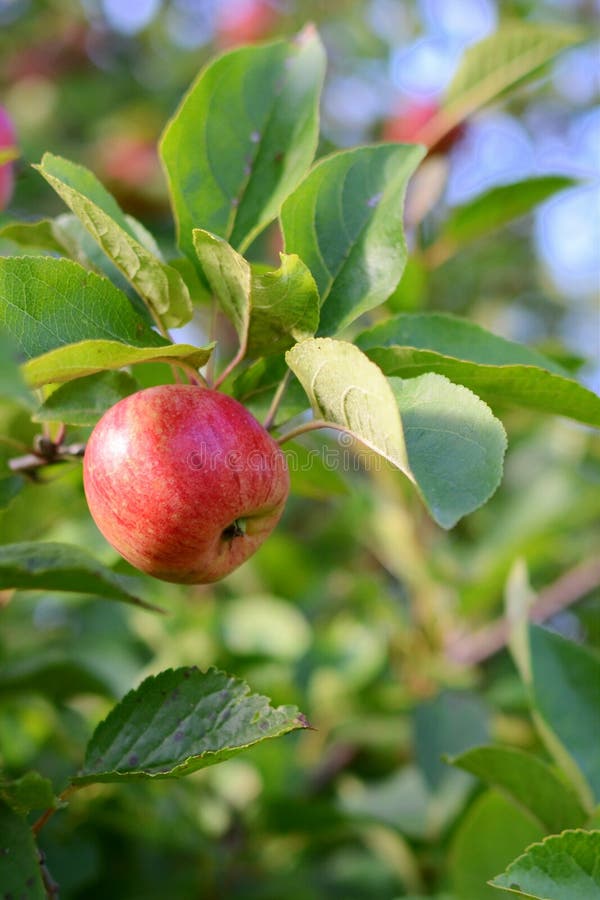 Apples Growing on an Apple Tree Branch Stock Image - Image of natural ...