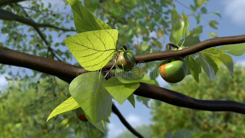Apples growing Timelapse stock footage. Video of apples - 45797068