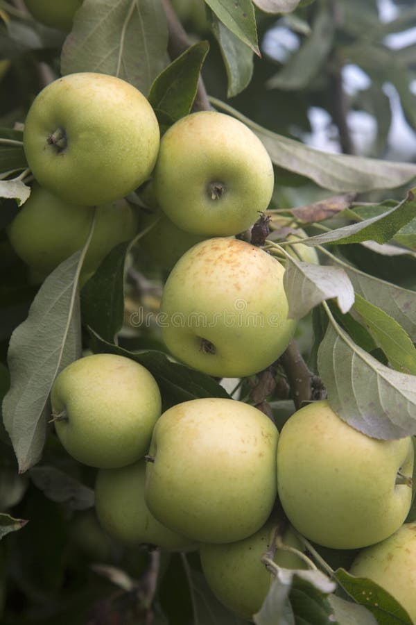 Apples Growing on Tree stock photo. Image of farm, branch - 191823616