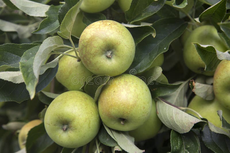 Apples Growing on Tree stock image. Image of nutrition - 191823623