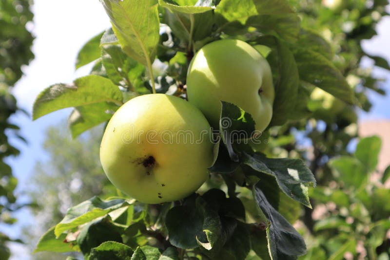 Apples Growing on a Tree Appletree Stock Photo - Image of easy, jars ...