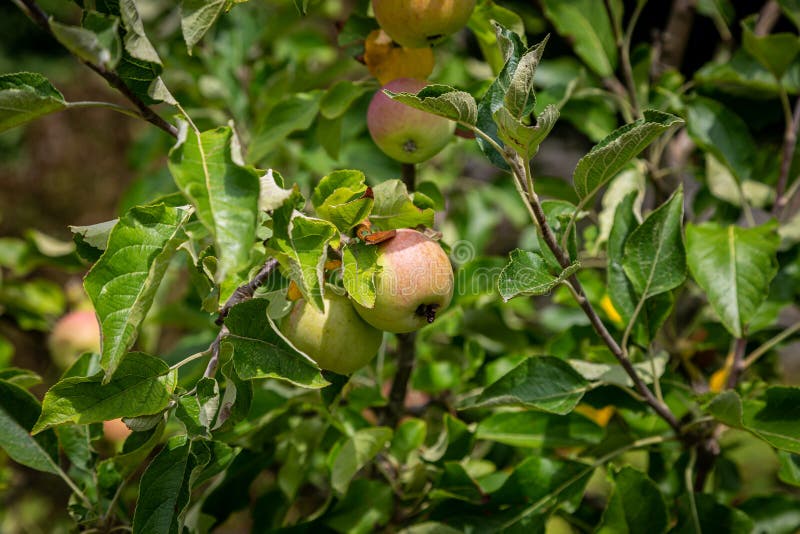 An Apple Tree in Summer, with Ripening Apples Stock Image - Image of ...
