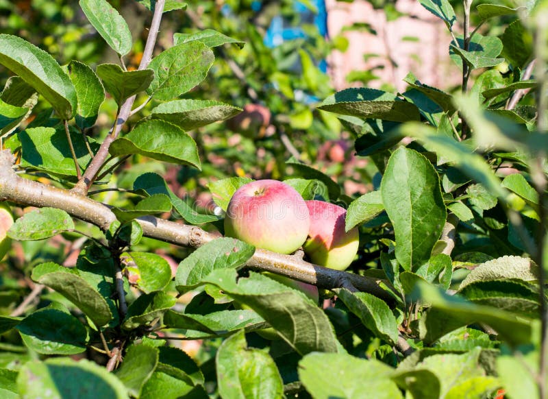 Apples growing stock photo. Image of freshness, macro - 43260208