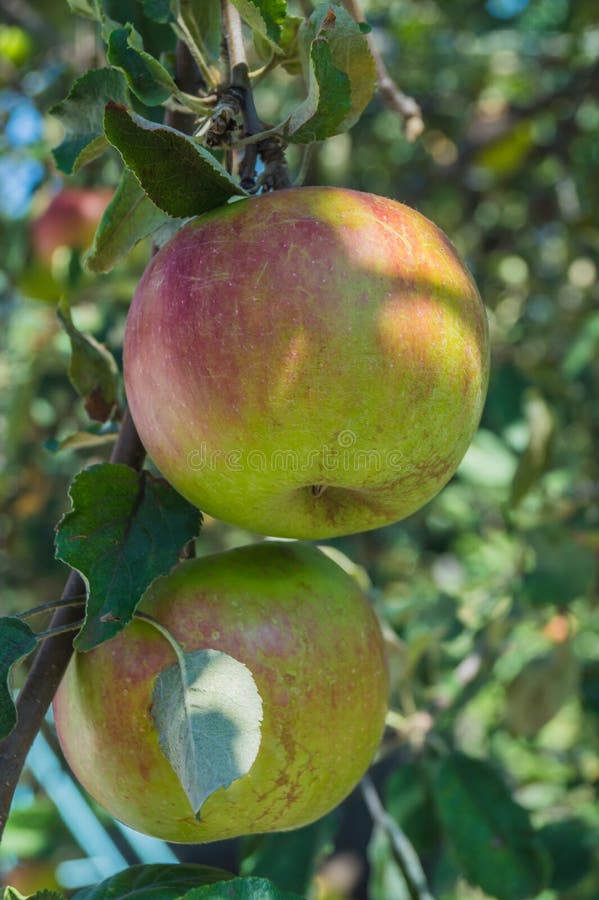 Apples growing on tree stock photo. Image of garden, color - 88112320