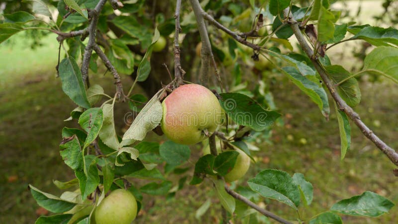 Orange Pippin Apples in a Orchard Stock Image - Image of coxs, organic ...