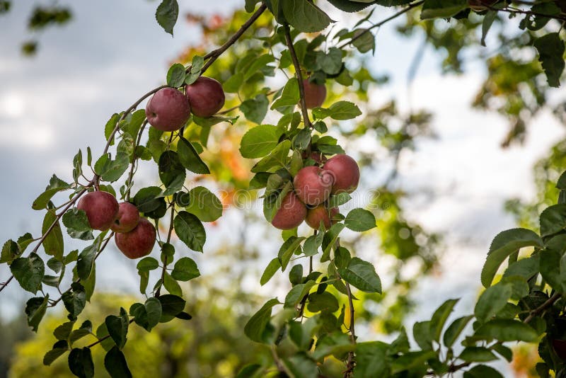 Apples Growing on a Tree in September Stock Image - Image of field ...
