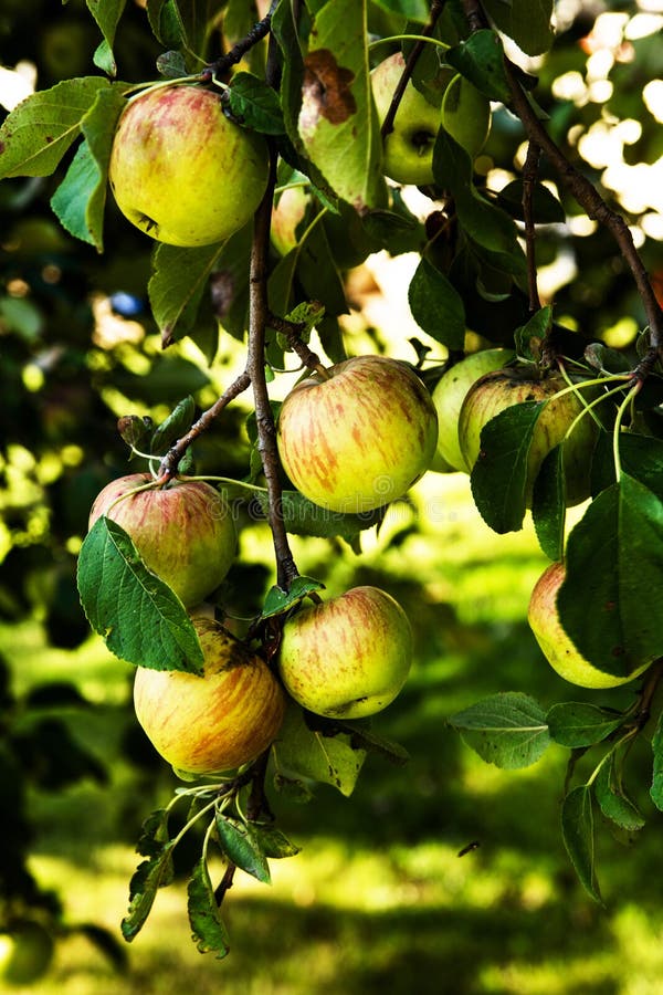 Apples Growing on Tree in Summer Stock Photo - Image of agriculture ...
