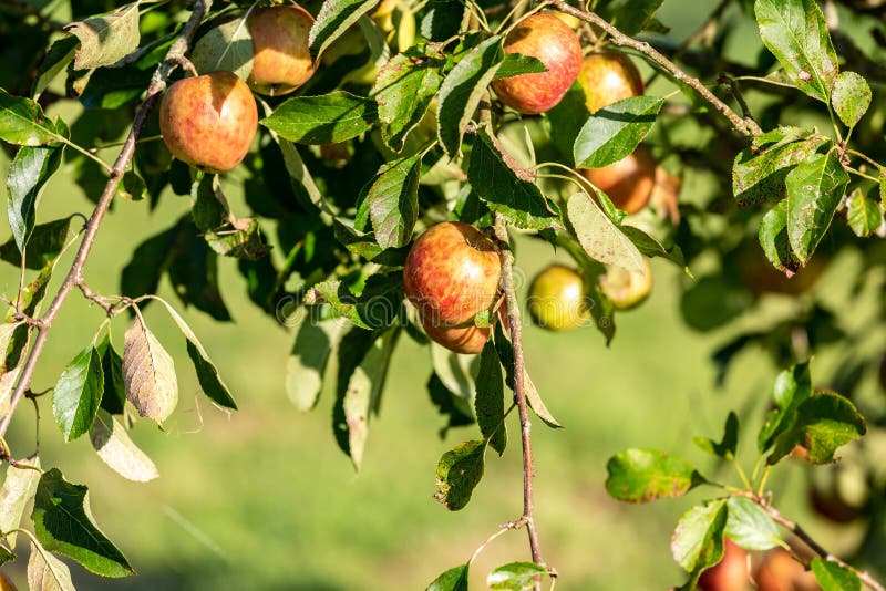 Apples Growing on a Tree, on a Sunny September Day Stock Image - Image ...